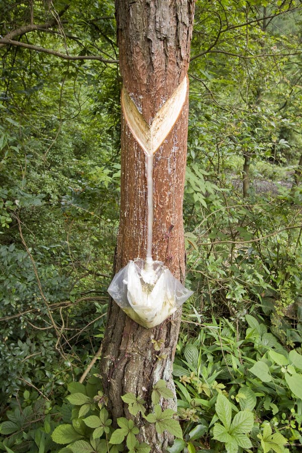 Milk of Rubber Tree Drips into Plastic Bag Stock Image - Image of ...