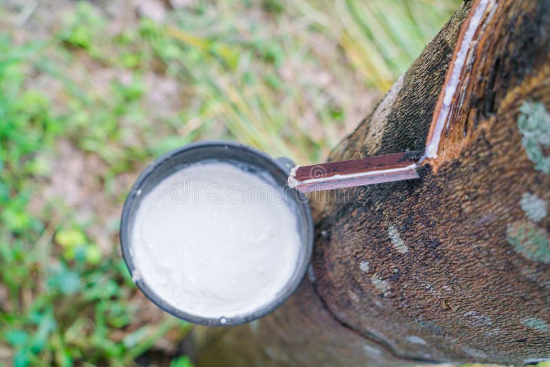 Milk of Rubber Tree Flows into a Bowl . Stock Image - Image of material ...
