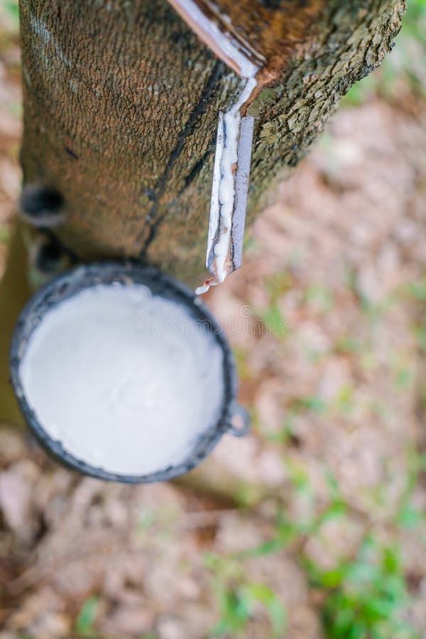 Milk of Rubber Tree Flows into a Bowl . Stock Photo - Image of liquid ...