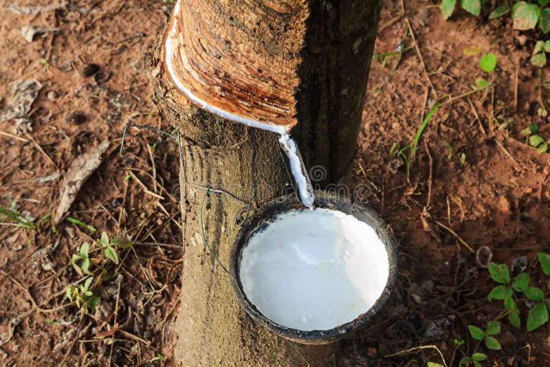 Milk of Rubber Tree Flows into a Wooden Bowl Stock Photo - Image of ...