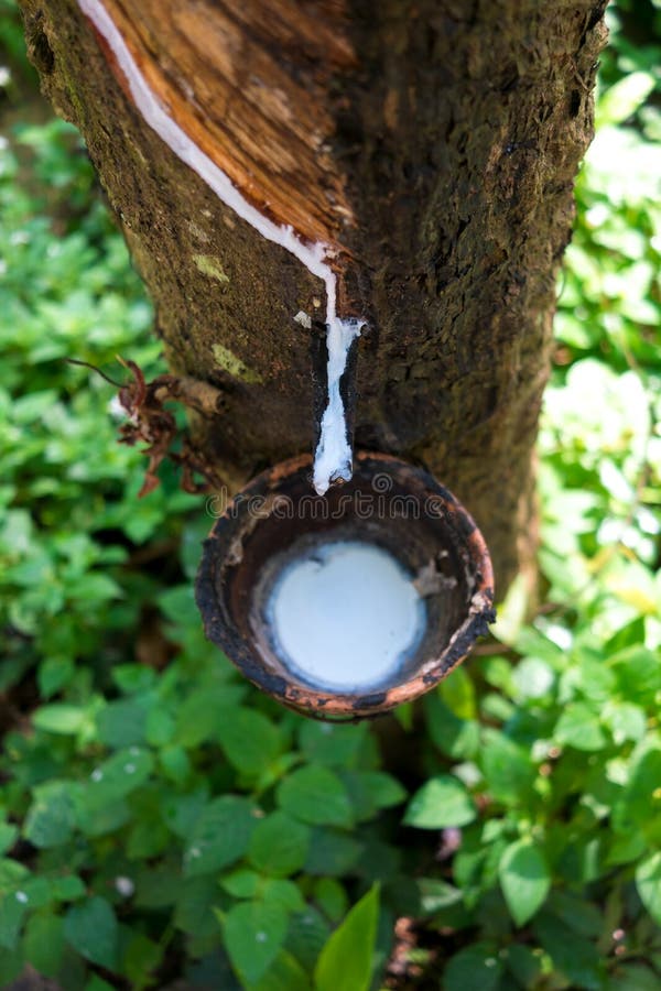 Milk from a rubber tree stock image. Image of plantation - 94742937
