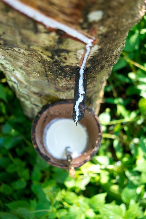 Milk of rubber tree stock image. Image of forest, tree - 47393355