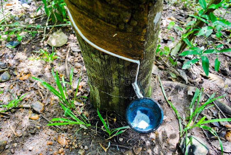 Milk of Rubber Tree into a Plastic Bowl Stock Image - Image of growth ...