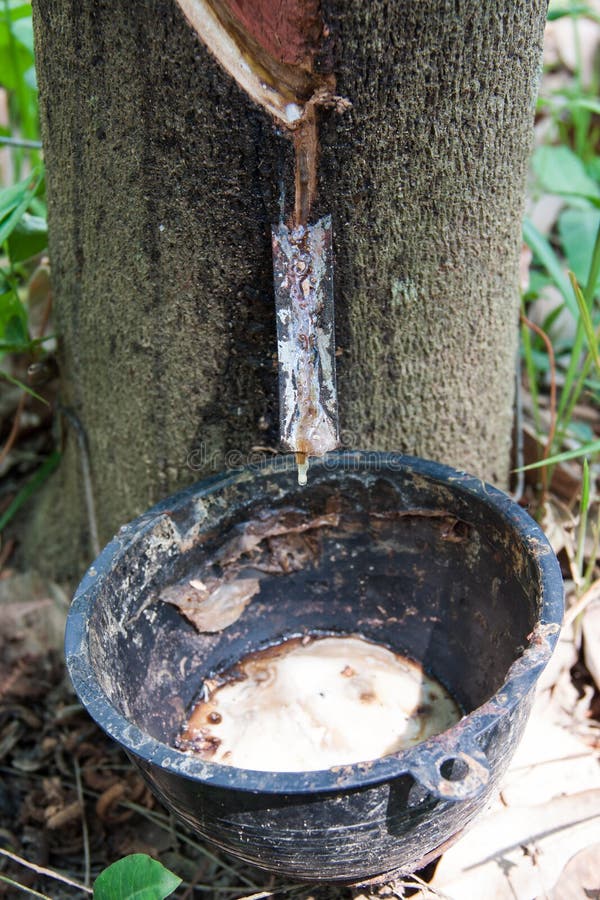 Milk of Rubber Tree Drips into Plastic Bag Stock Image - Image of ...
