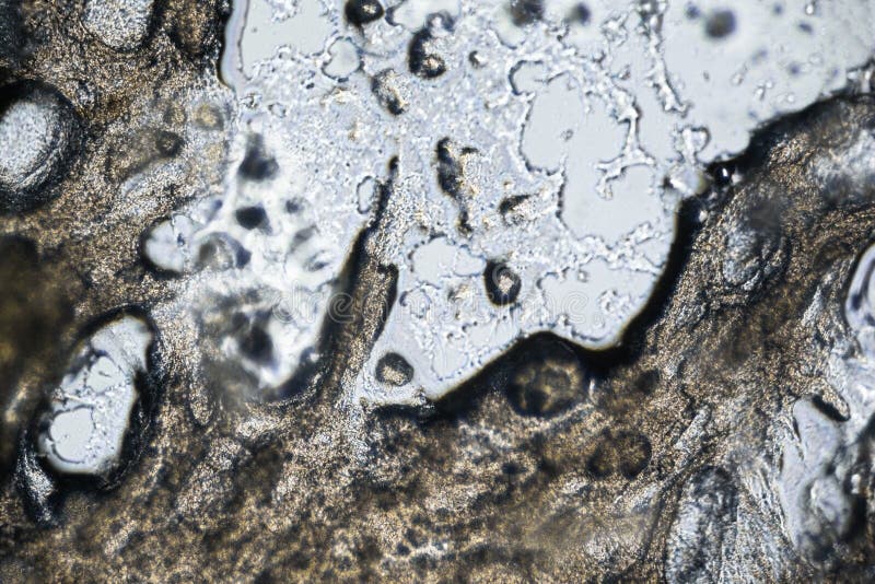 Milk Sausage Texture Under a Light Microscope Stock Photo - Image of ...