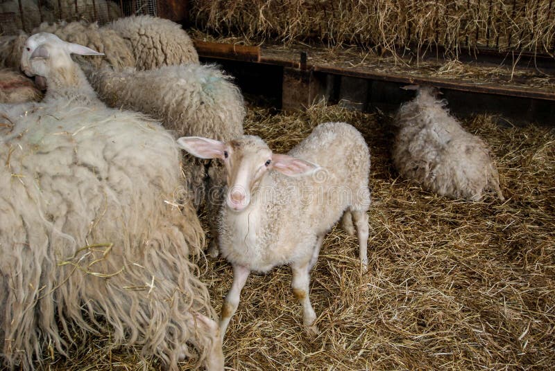 Milk sheep in a stable stock photo. Image of artisan - 104564290