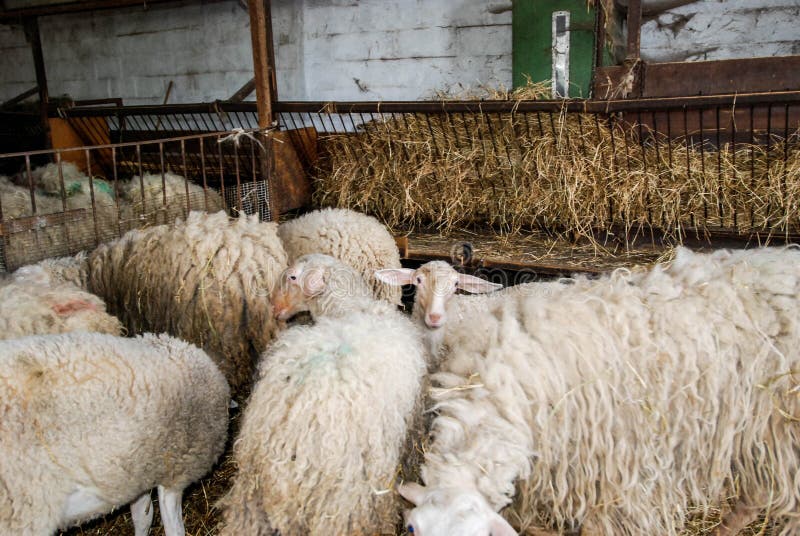 Milk sheep in a stable stock photo. Image of animals - 99852630
