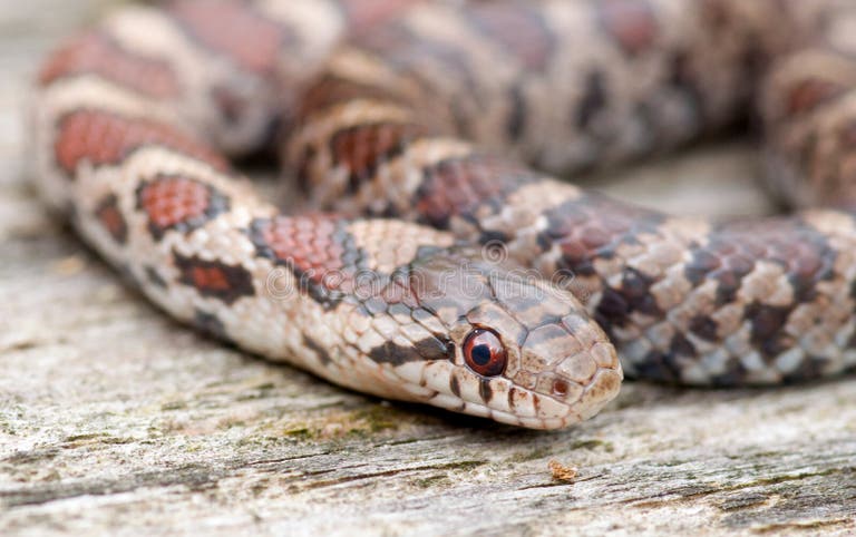 Young Milk Snake Stock Photos - Free & Royalty-Free Stock Photos from ...
