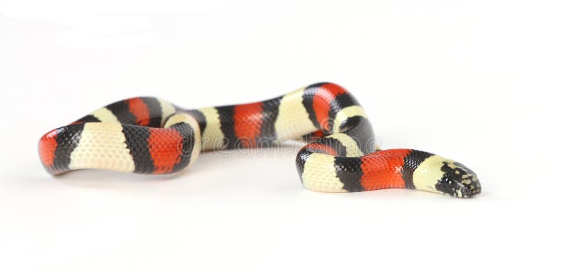 California King Snake, Slithering Stock Image - Image of repile ...