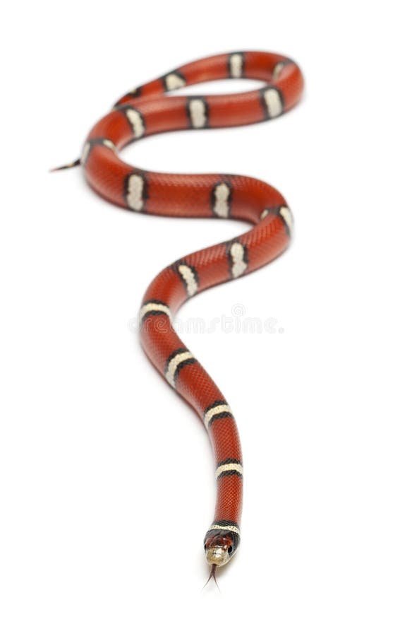 191 Milk Snake Bottom View Stock Photos - Free & Royalty-Free Stock ...