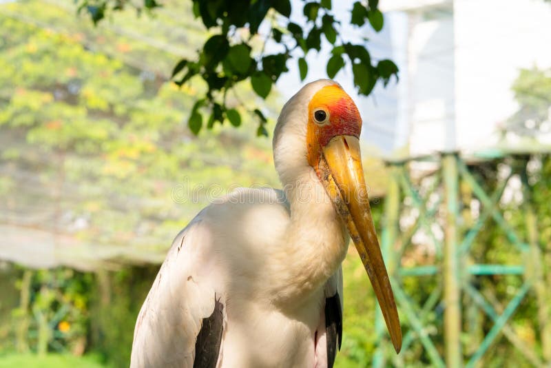 A Milk Stork Sits Close-up Portrait. a Stork Sits Under a Tree Stock Image - Image of home ...