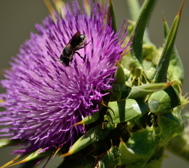 Milk Thistle and Green Beetles in Mating Stock Photo - Image of ...