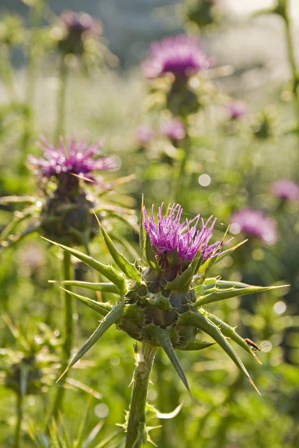 Dried Milk Thistle stock image. Image of milk, plant - 49237519