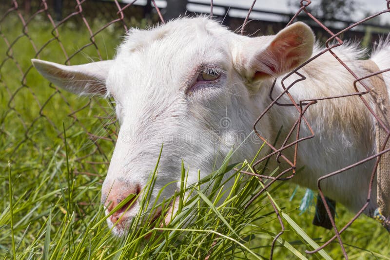 Milk white rustic goat. stock photo. Image of nature - 75190924