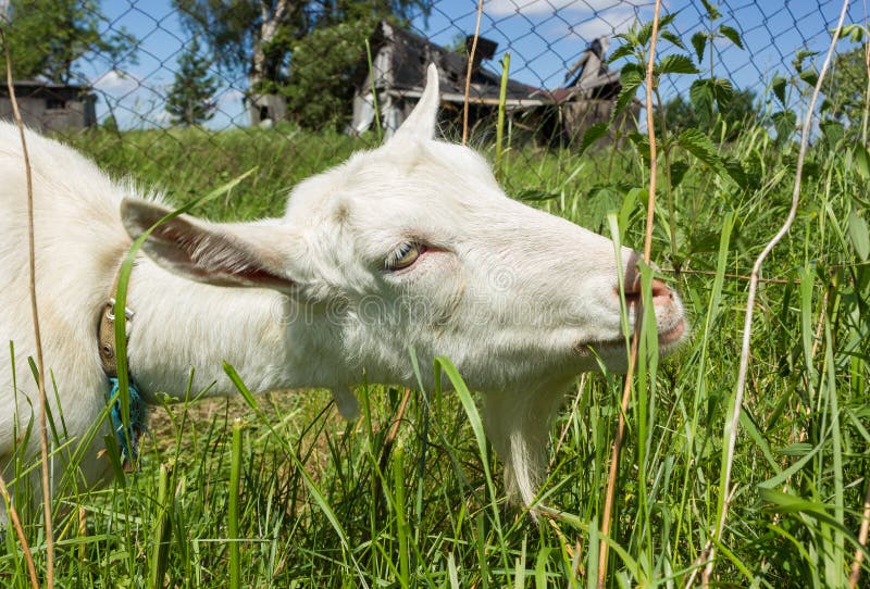 Milk white rustic goat. stock photo. Image of rustic - 77146538