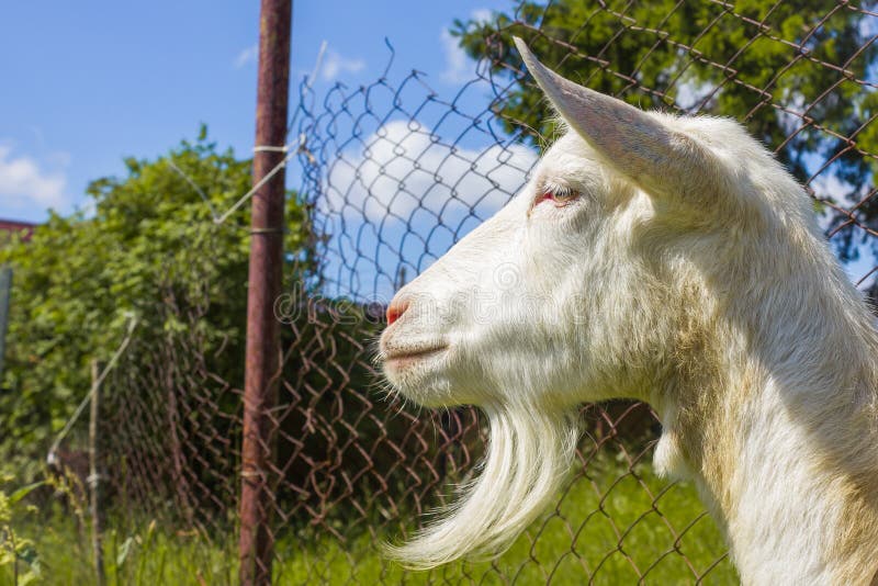 Milk white rustic goat. stock photo. Image of meadow - 73458266