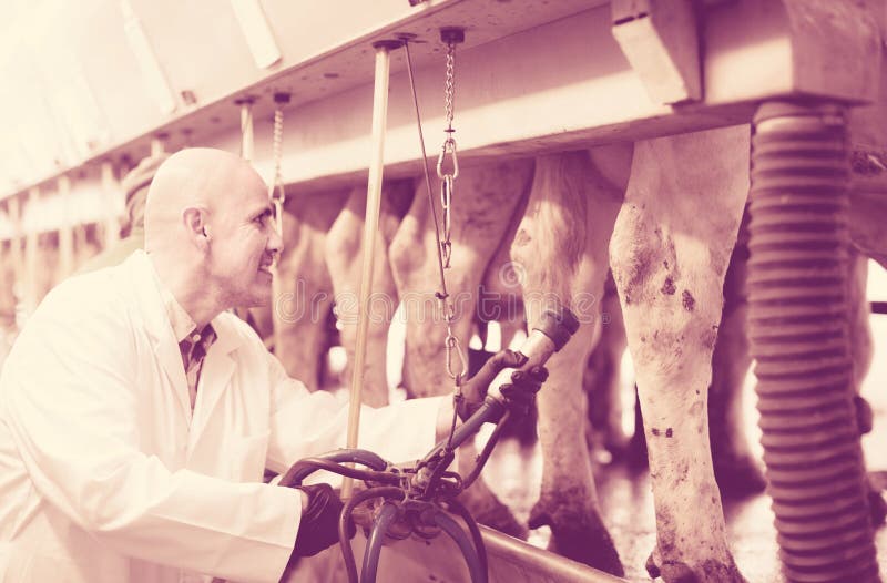 Milker Operating Machine Milking Stock Image - Image of mature ...