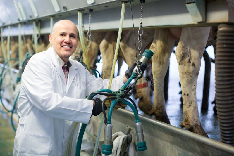 Milker Operating Machine Milking Stock Image - Image of mature ...