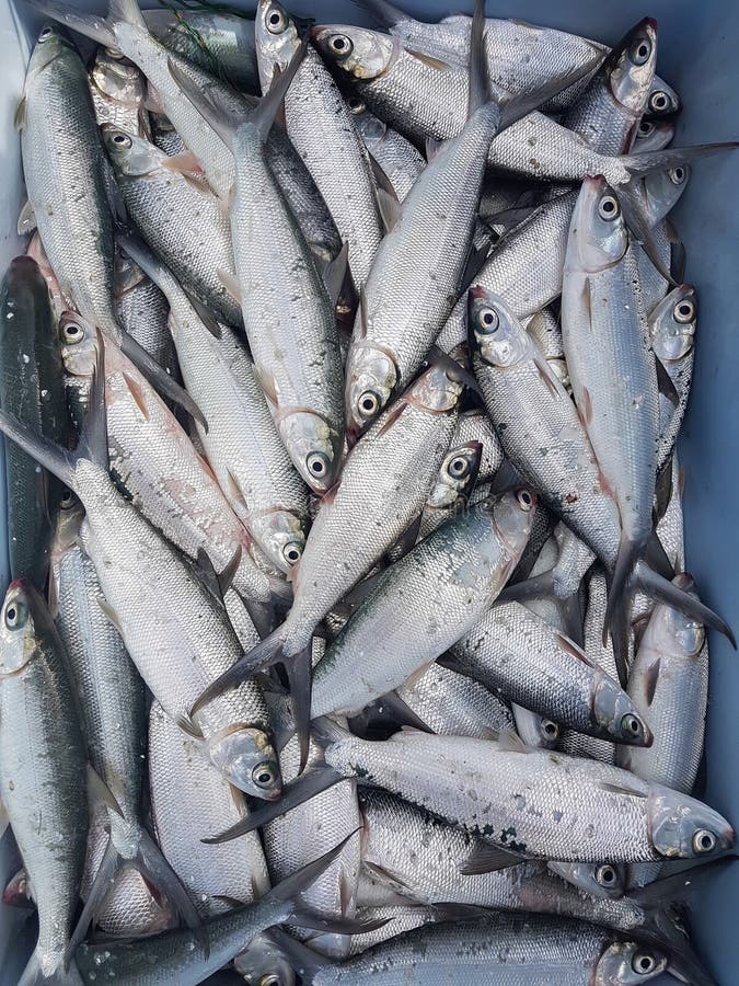 Fish stock image. Image of white, food, bangus, assorted - 156313869