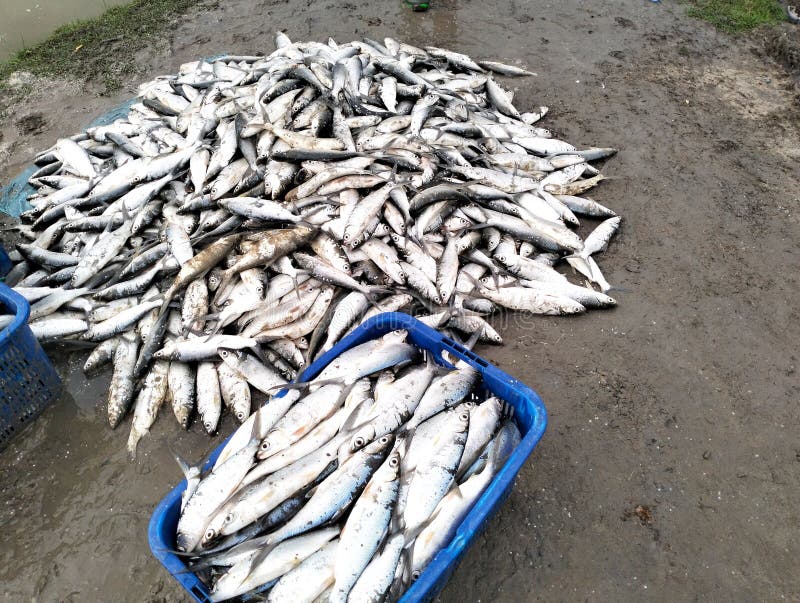 Milkfish Ready for Market stock photo. Image of containers - 356686048