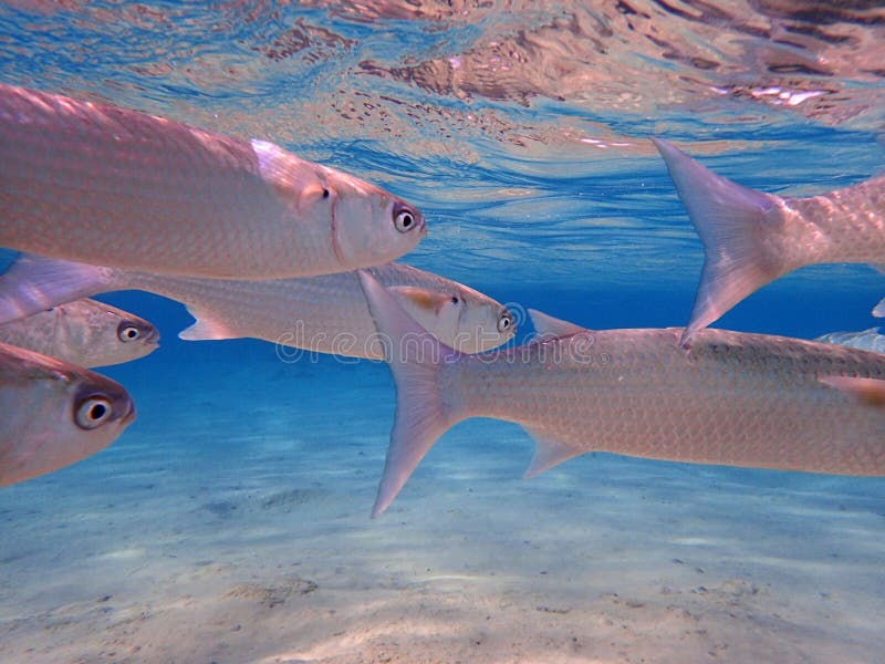 Milkfish in the red sea stock photo. Image of milkfish - 281178104