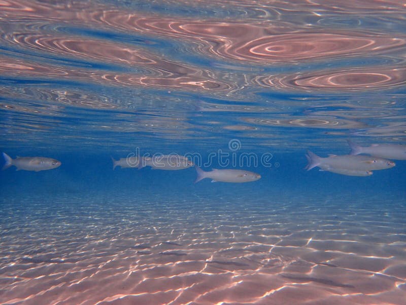 Milkfish in the red sea stock image. Image of travel - 281178199