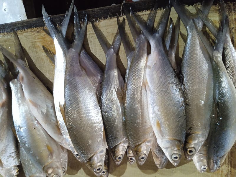 Milkfish is the Result of Land Fish Cultivation Stock Photo - Image of ...