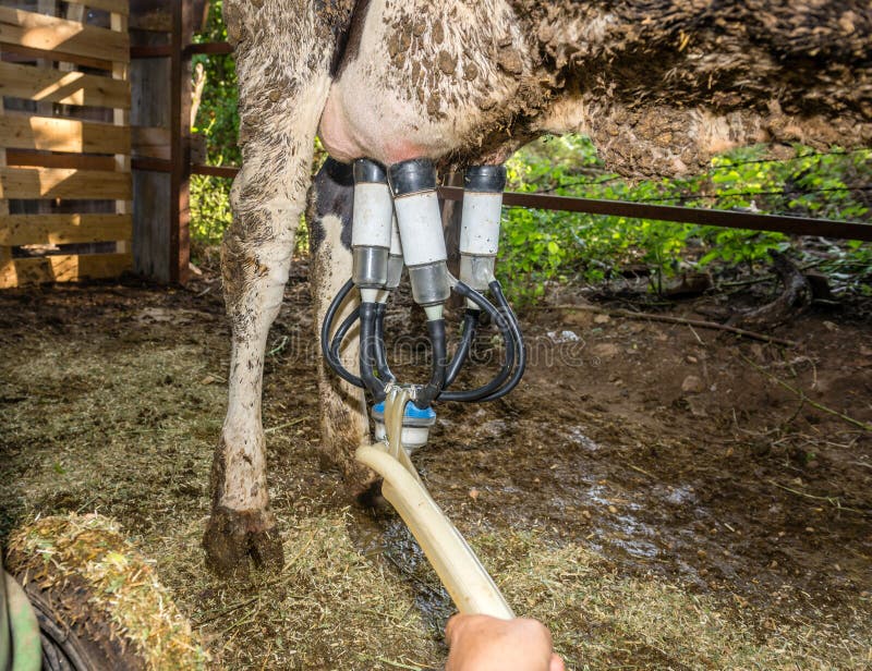 Milking a Cow with a Machine Stock Photo - Image of milked, industry ...