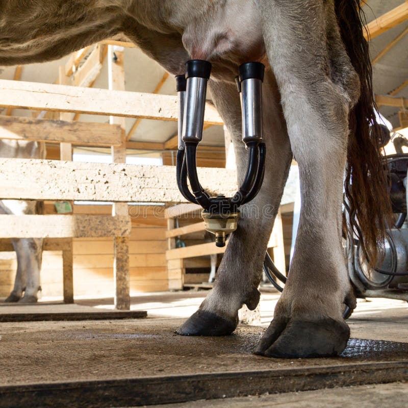 Milking a Cow. Cow Udder and Milking Machine Stock Image - Image of ...