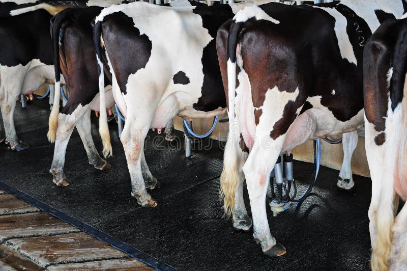 Milking Cows stock photo. Image of line, clean, pipe - 28176266