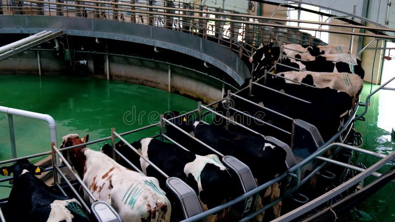 128 Rotary Milking Cows Stock Photos - Free & Royalty-Free Stock Photos ...