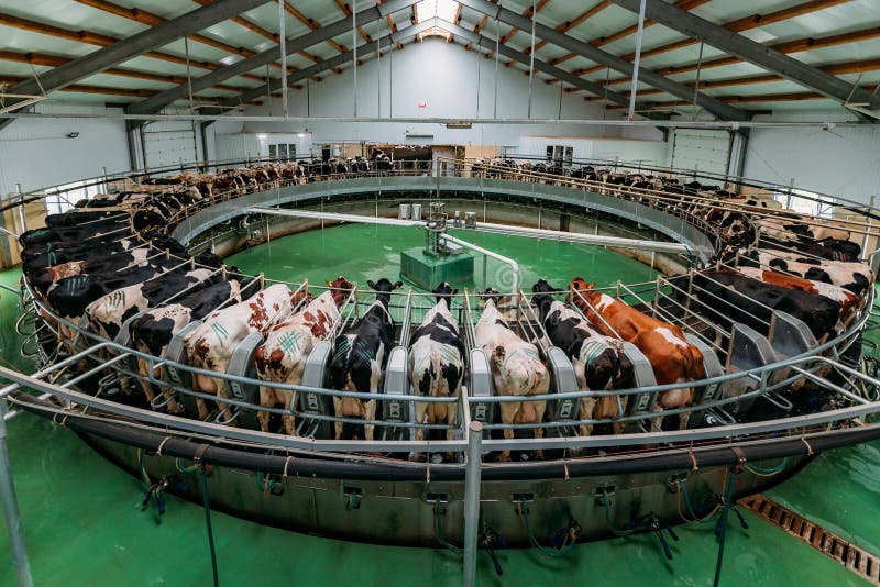 128 Rotary Milking Cows Stock Photos - Free & Royalty-Free Stock Photos ...