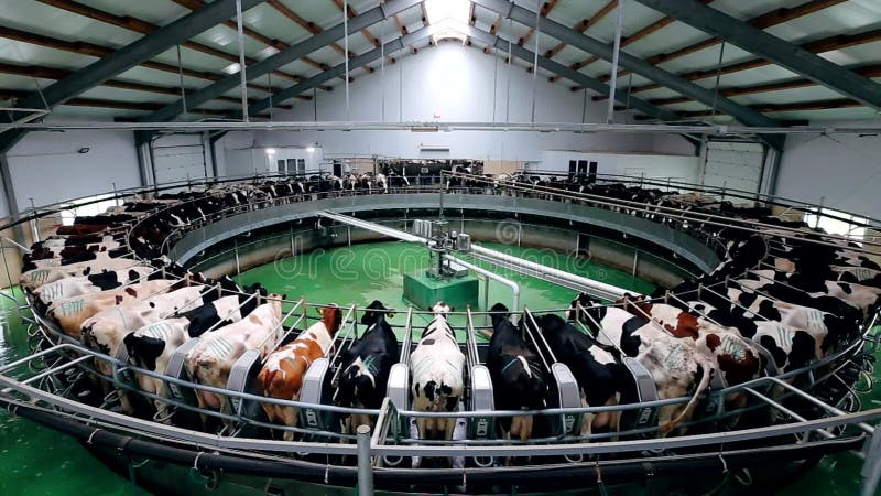 Milking Cows by Automatic Industrial Milking Rotary System in Modern ...