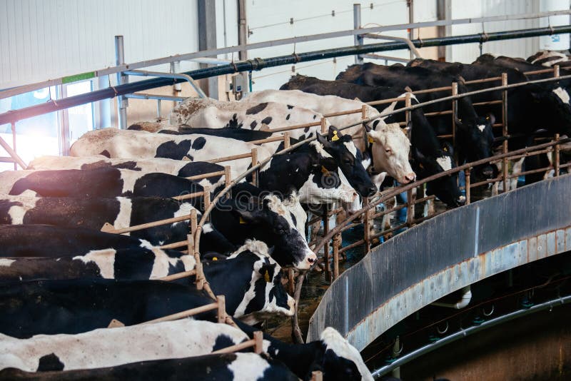Milking Cows by Automatic Industrial Milking Rotary System in Modern ...