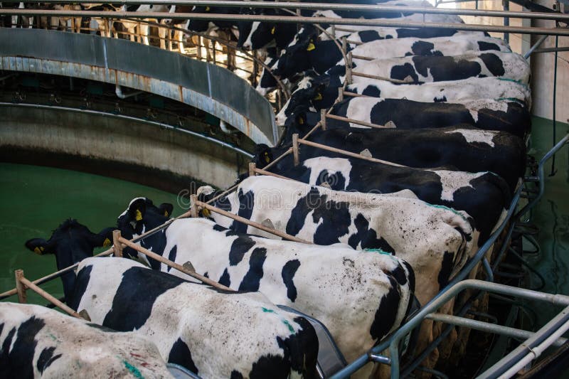Milking Cows by Automatic Industrial Milking Rotary System in Modern ...