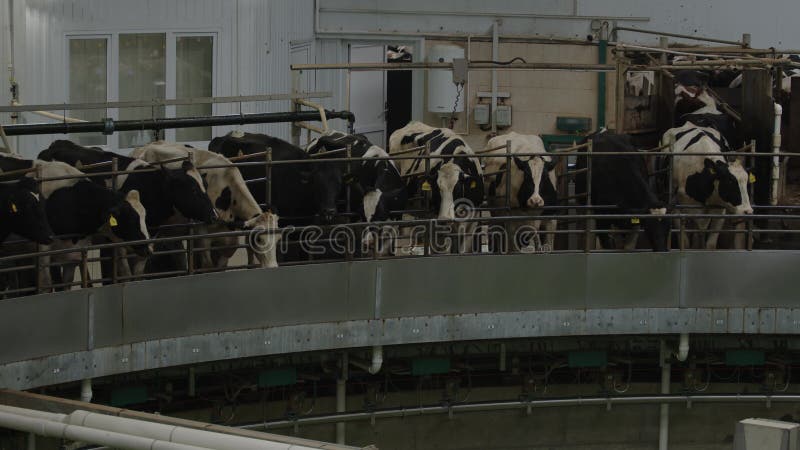 Milking Cows on the Carousel - Automatic Industrial Milking Rotary ...