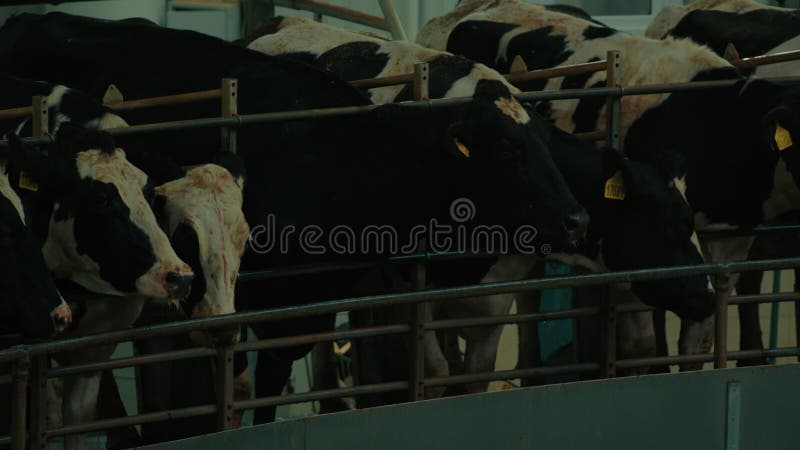 Milking Cows on the Carousel - Automatic Industrial Milking Rotary ...