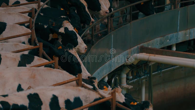 Milking Cows on the Carousel - Automatic Industrial Milking Rotary ...