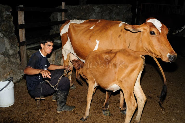 Milking cows - Colombia editorial image. Image of economy - 26503300