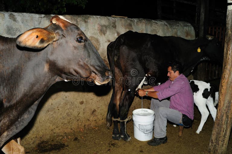 Milking cows - Colombia editorial image. Image of farm - 26503325