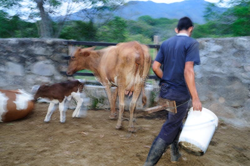 Milking cows - Colombia editorial stock photo. Image of tropical - 26503413