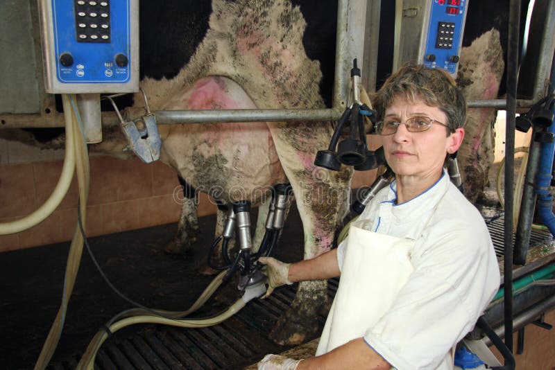 Milking Cows on Farm stock photo. Image of farm, country - 25149306