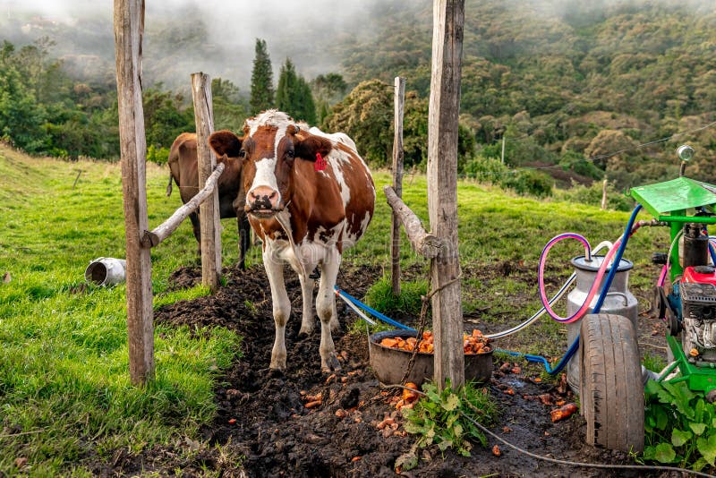 Milking Cows with the Help of Technology in the Farm Yard Stock Image ...