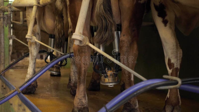 Milking Cows with a Milking Machine Stock Video - Video of compartment ...