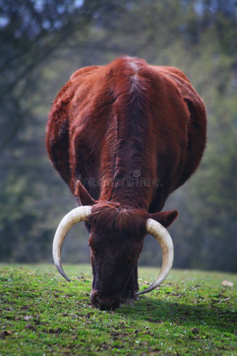 570 Devon Cattle Stock Photos - Free & Royalty-Free Stock Photos from ...
