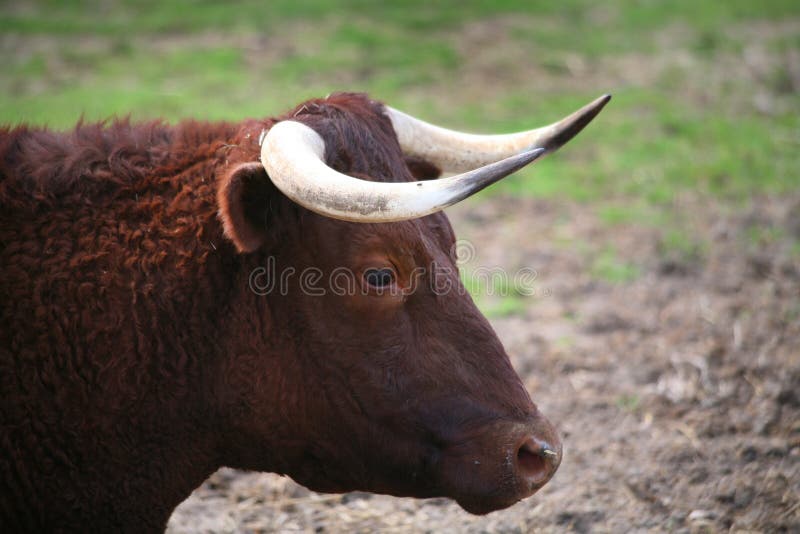 463 Devon Cattle Stock Photos - Free & Royalty-Free Stock Photos from ...