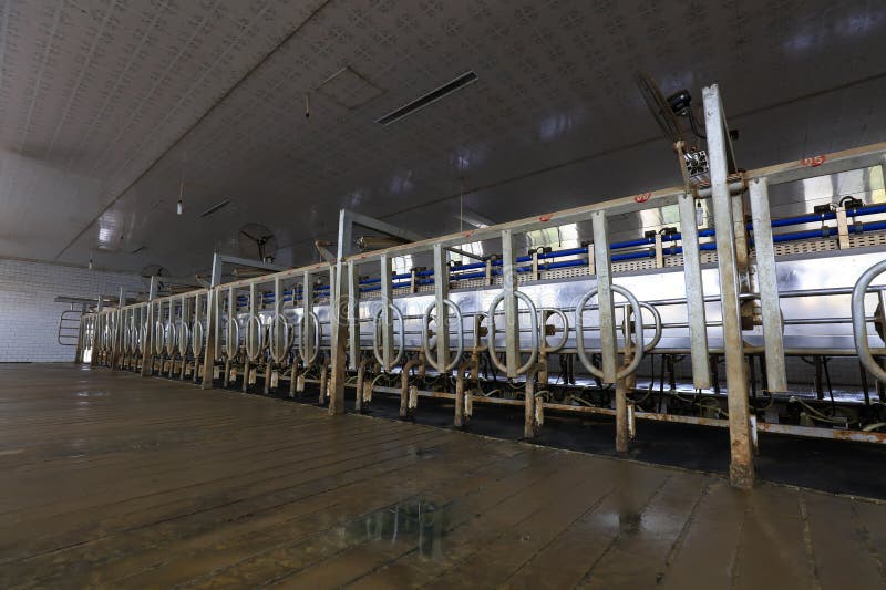Milking Parlor in Dairy Farm Stock Photo - Image of farming, sanitary ...