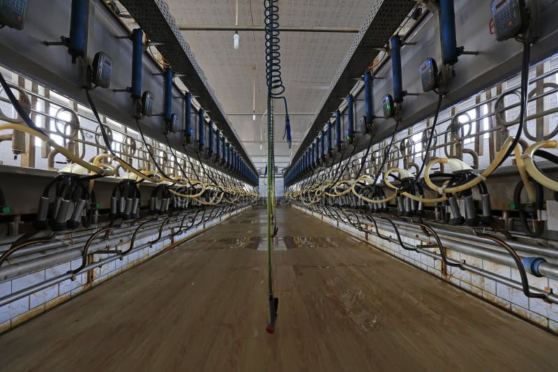 Milking Parlor in Dairy Farm Stock Photo - Image of farming, milk ...