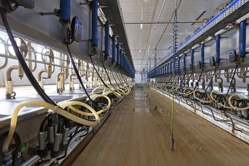 Milking Parlor in Dairy Farm Stock Photo - Image of hall, chinese ...