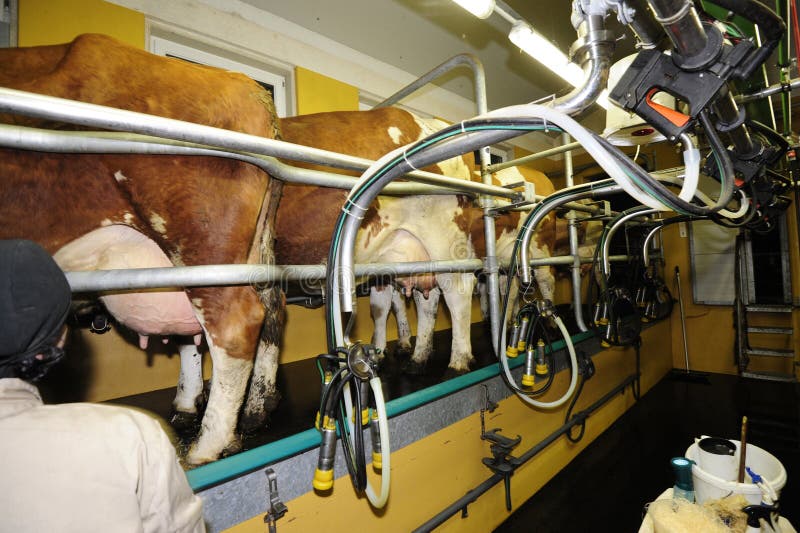 Milking Parlor for Goats and Sheep of Farm Animals Stock Image - Image ...